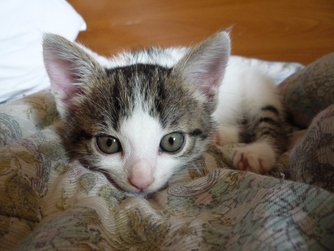 Pet Microchipping Myths - Fohey Veterinary Hospital